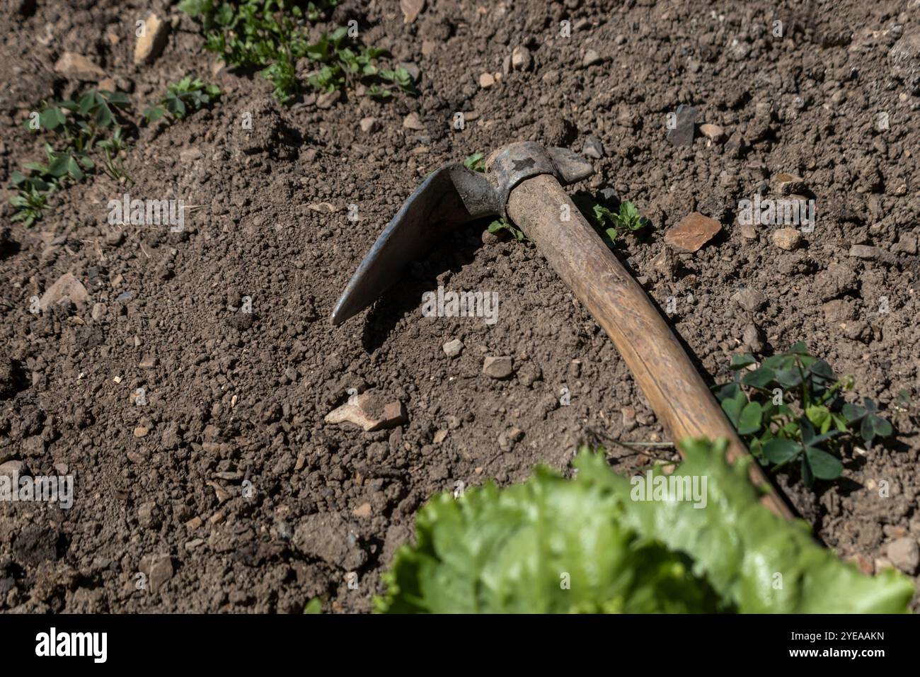 Field work hoe used in rural scene in Peru Stock Photo - Alamy