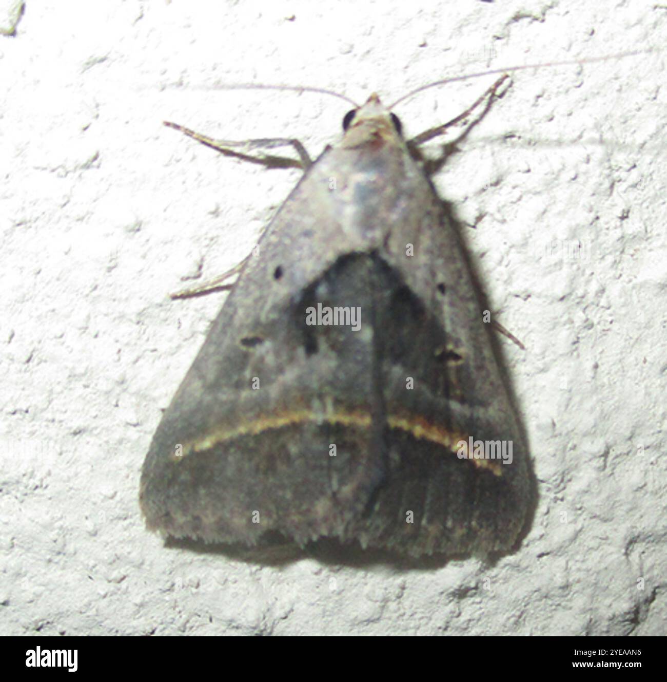 Trimeni hi-res stock photography and images - Alamy