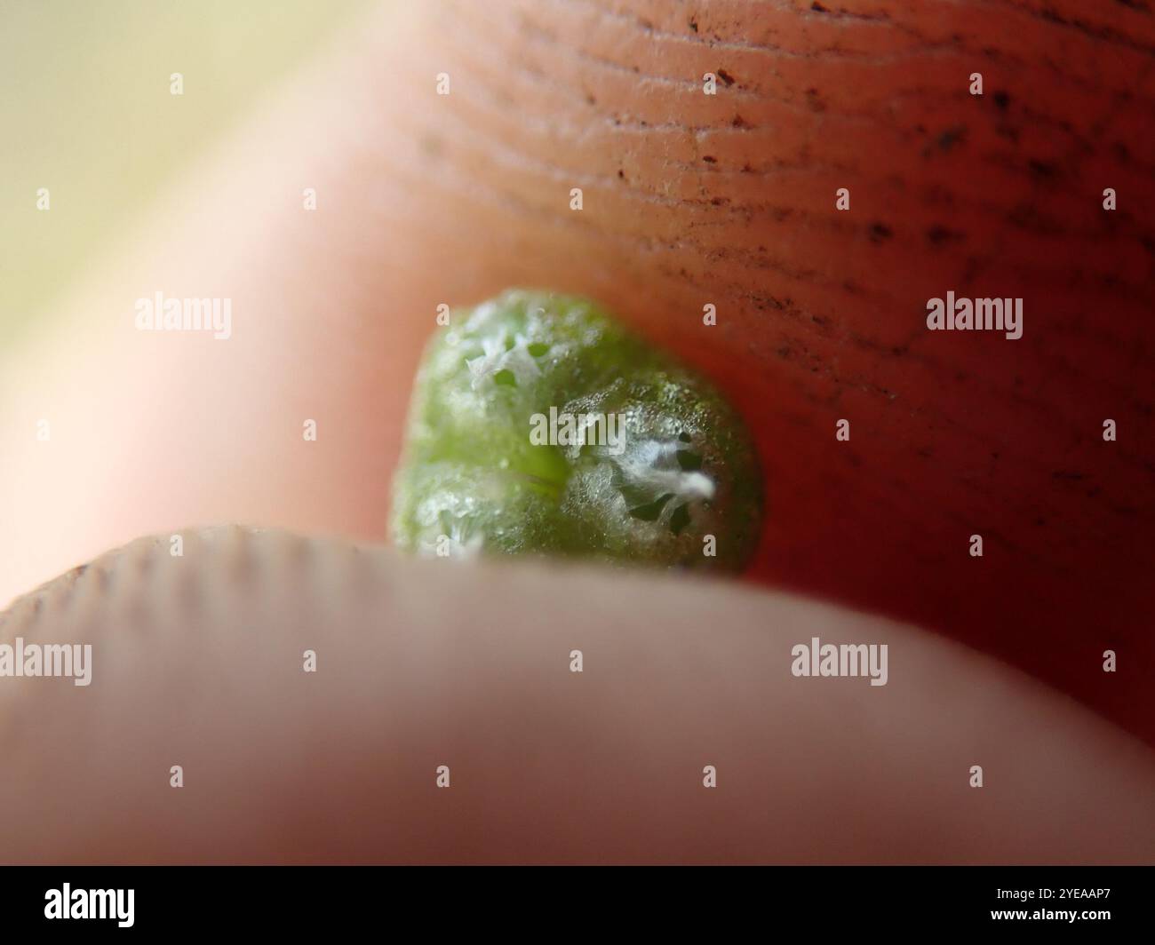 Thin Starwort (Mannia gracilis Stock Photo - Alamy