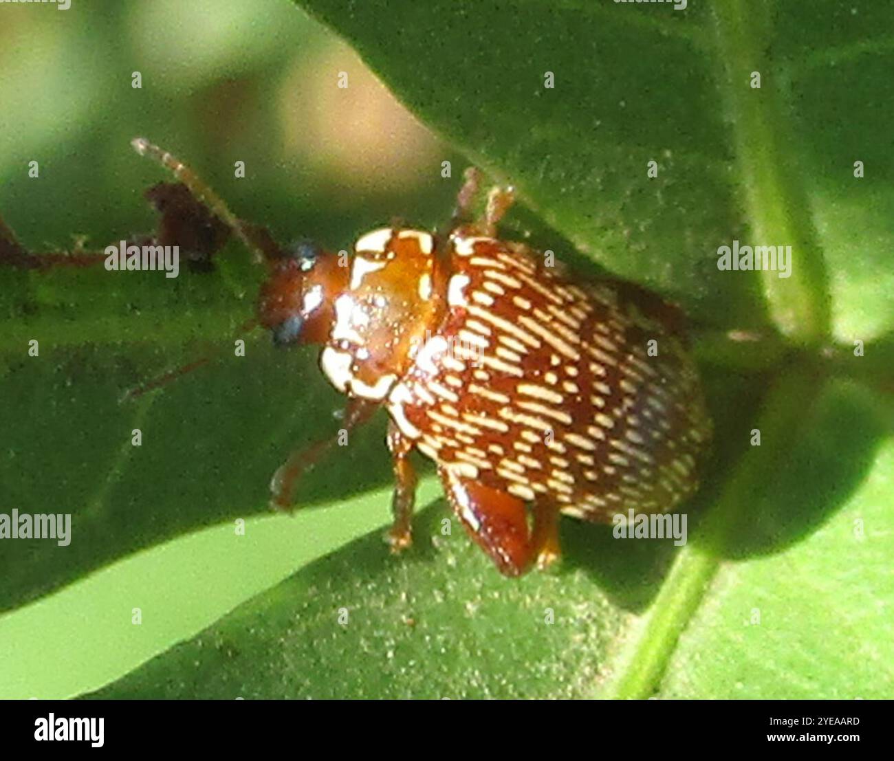 Flea Beetles (Alticini Stock Photo - Alamy