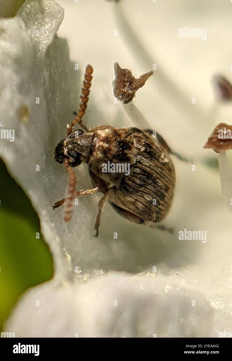 Cucujiform Beetles (Cucujiformia Stock Photo - Alamy