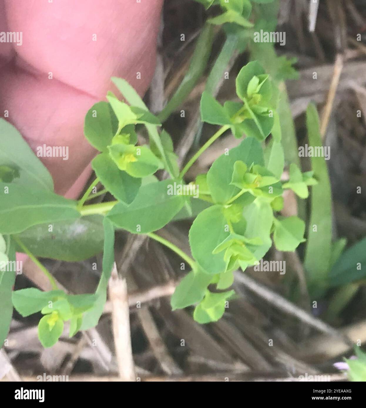 Reticulate-seeded Spurge (Euphorbia spathulata Stock Photo - Alamy