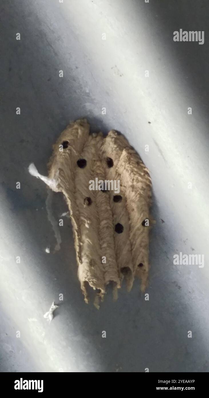 Trypoxylon politum wasp hi-res stock photography and images - Alamy