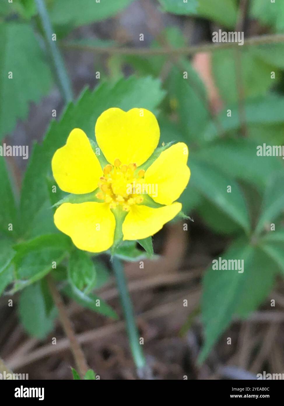 common cinquefoil (Potentilla simplex Stock Photo - Alamy