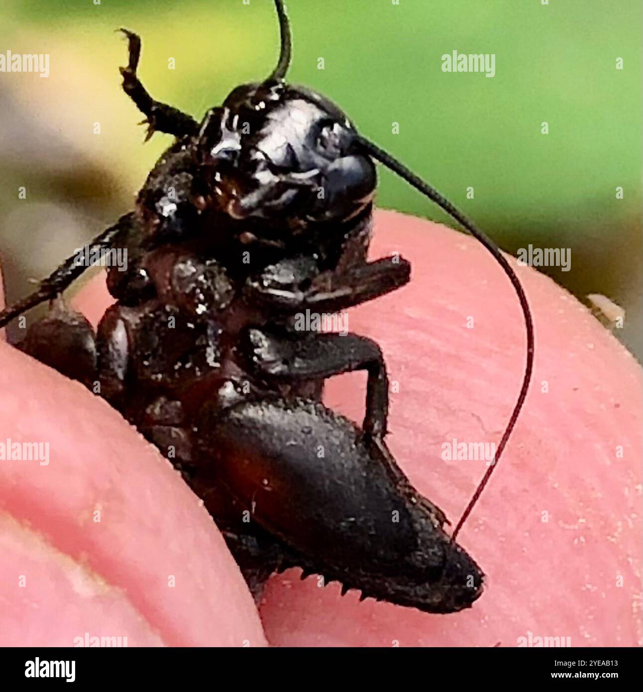 Gryllus rubens hi-res stock photography and images - Alamy