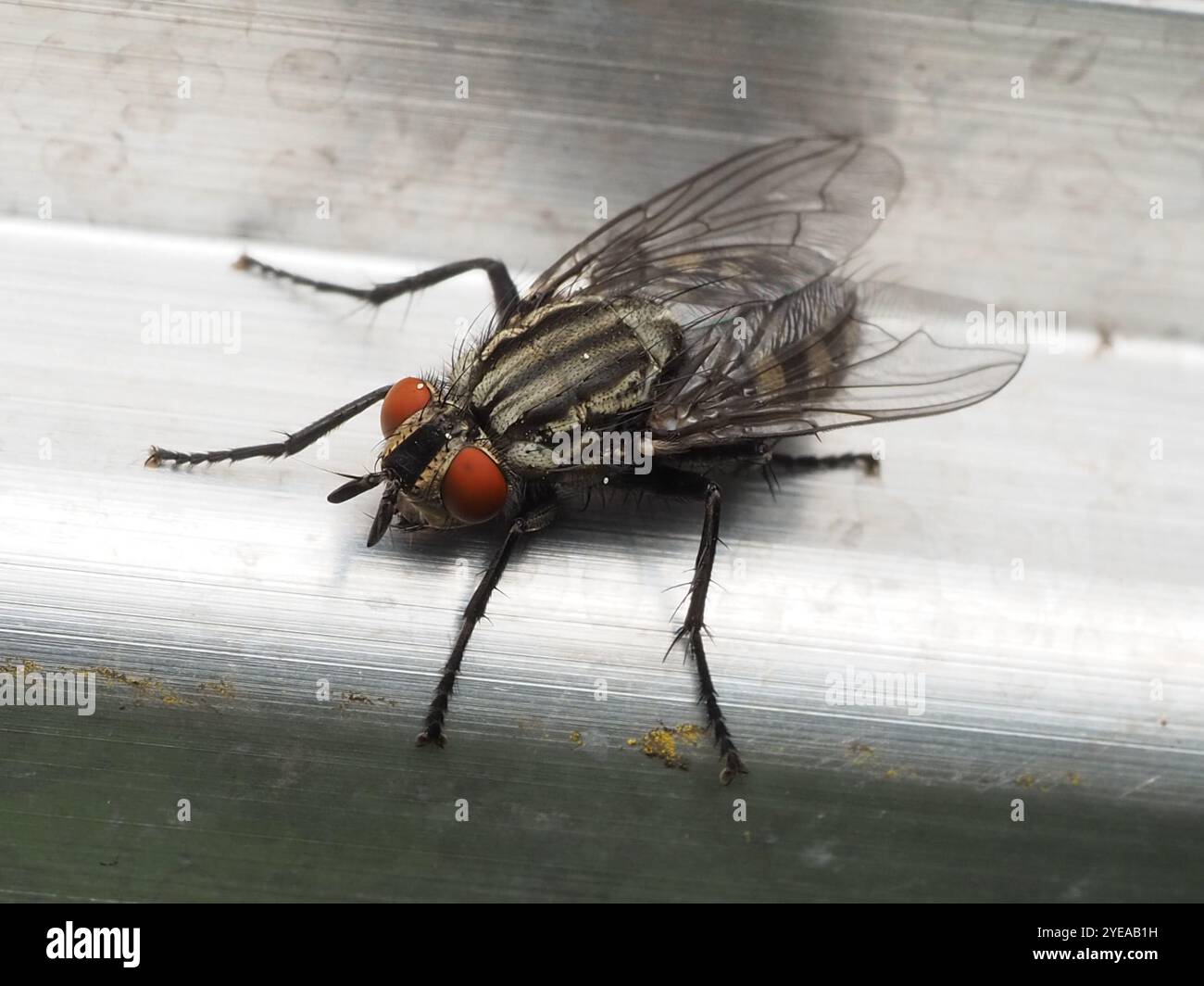 Common Flesh Flies (Sarcophaga Stock Photo - Alamy