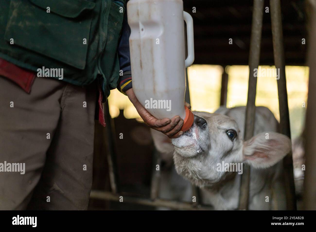 Man feeding calf with bottle of milk, rural scene in Peru Stock Photo ...
