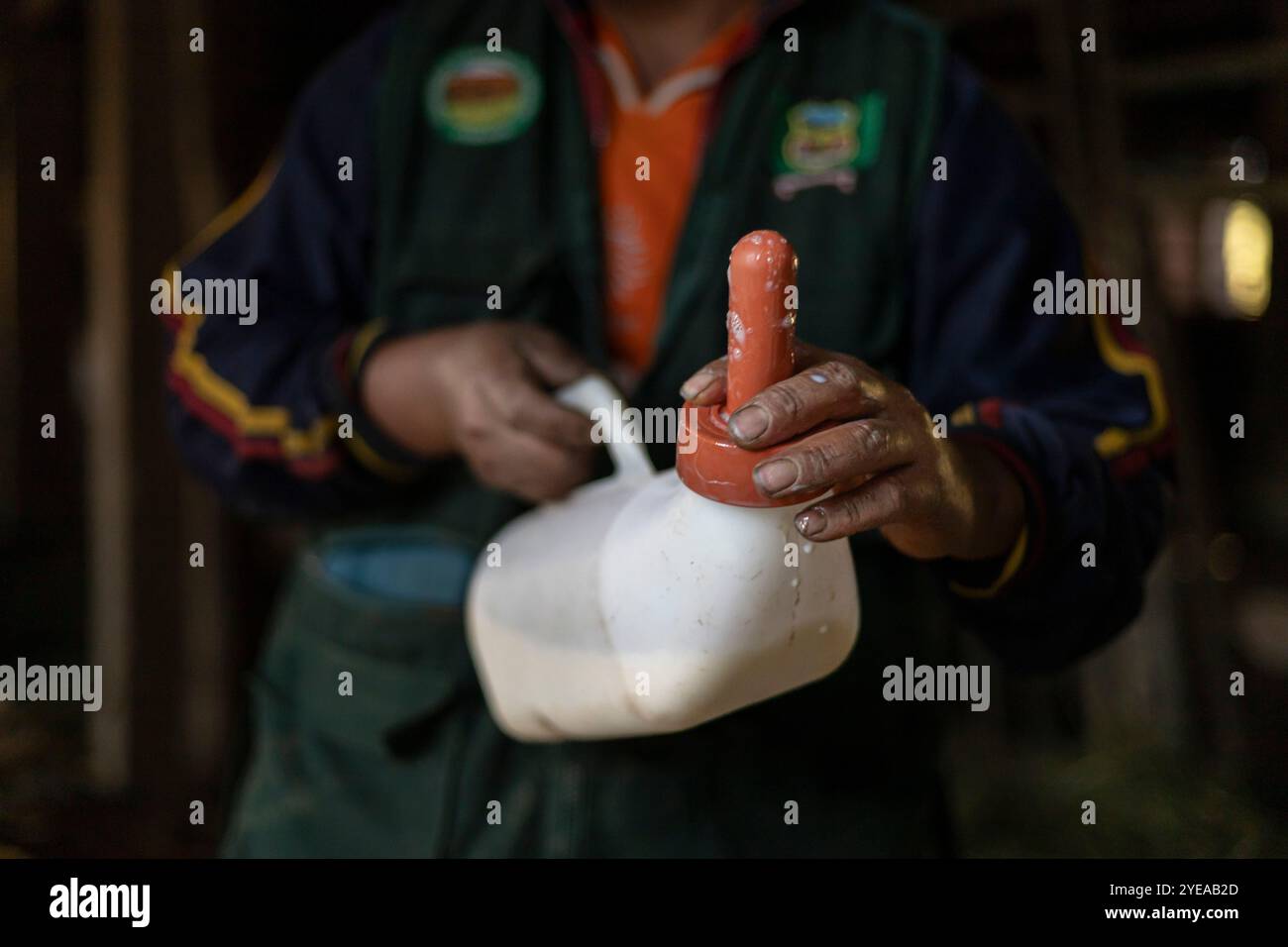 milk bottle to feed calf, rural scene in Peru Stock Photo - Alamy