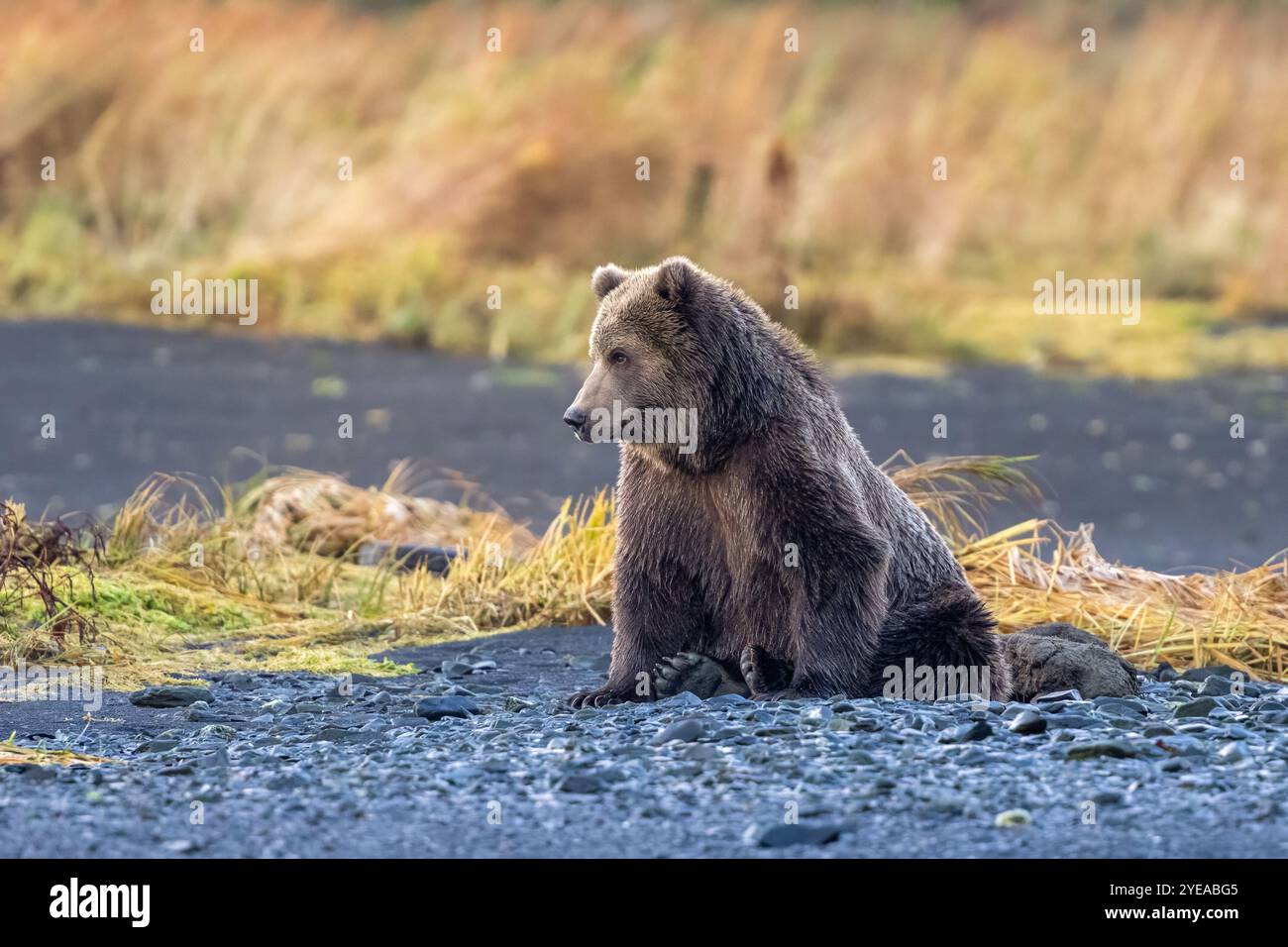 Large Kodiak bear warming in the early morning sunrise on a beach in AK ...