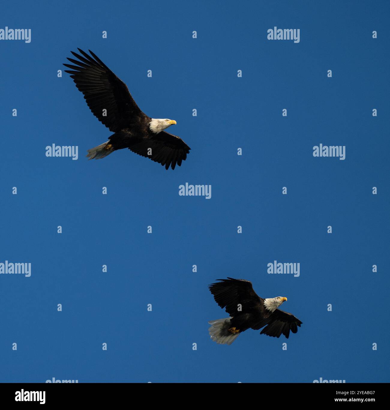 Eagles flying high hi-res stock photography and images - Alamy