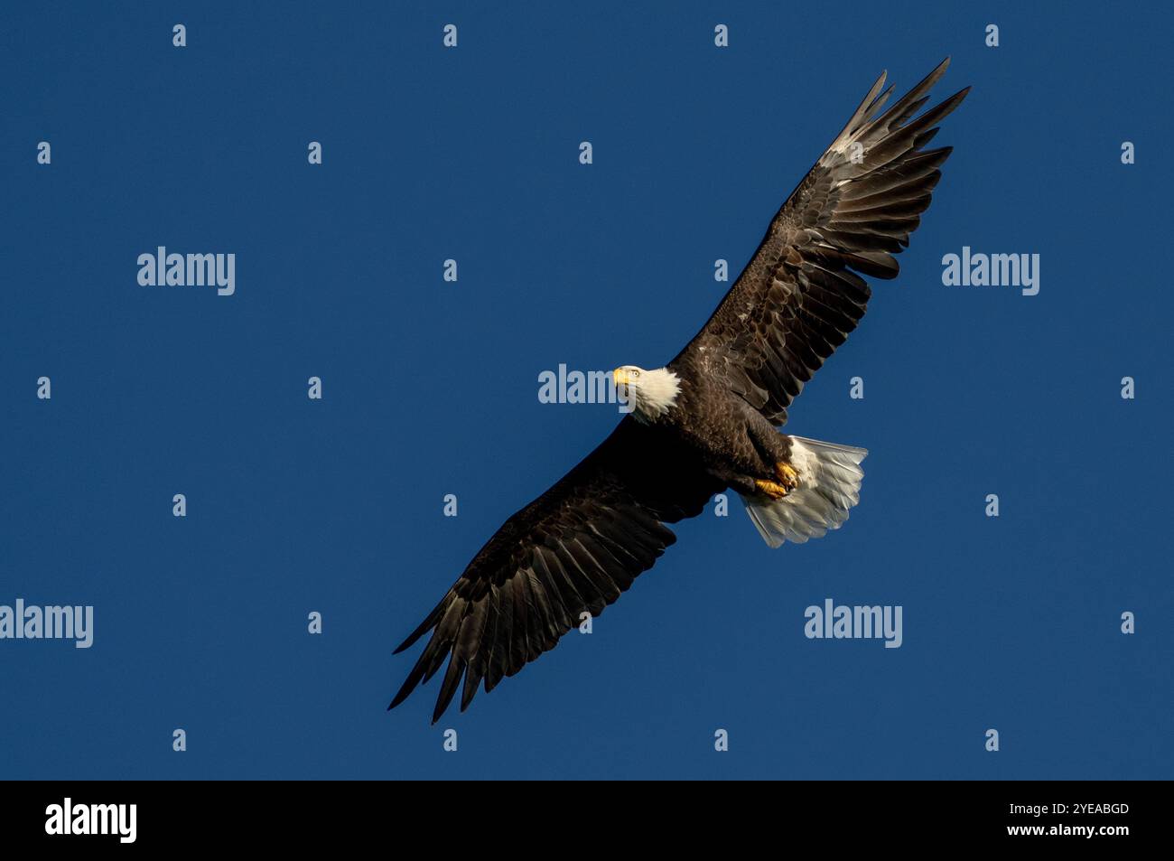 Close up of an adult bald eagle flying against a deep blue sky Stock ...