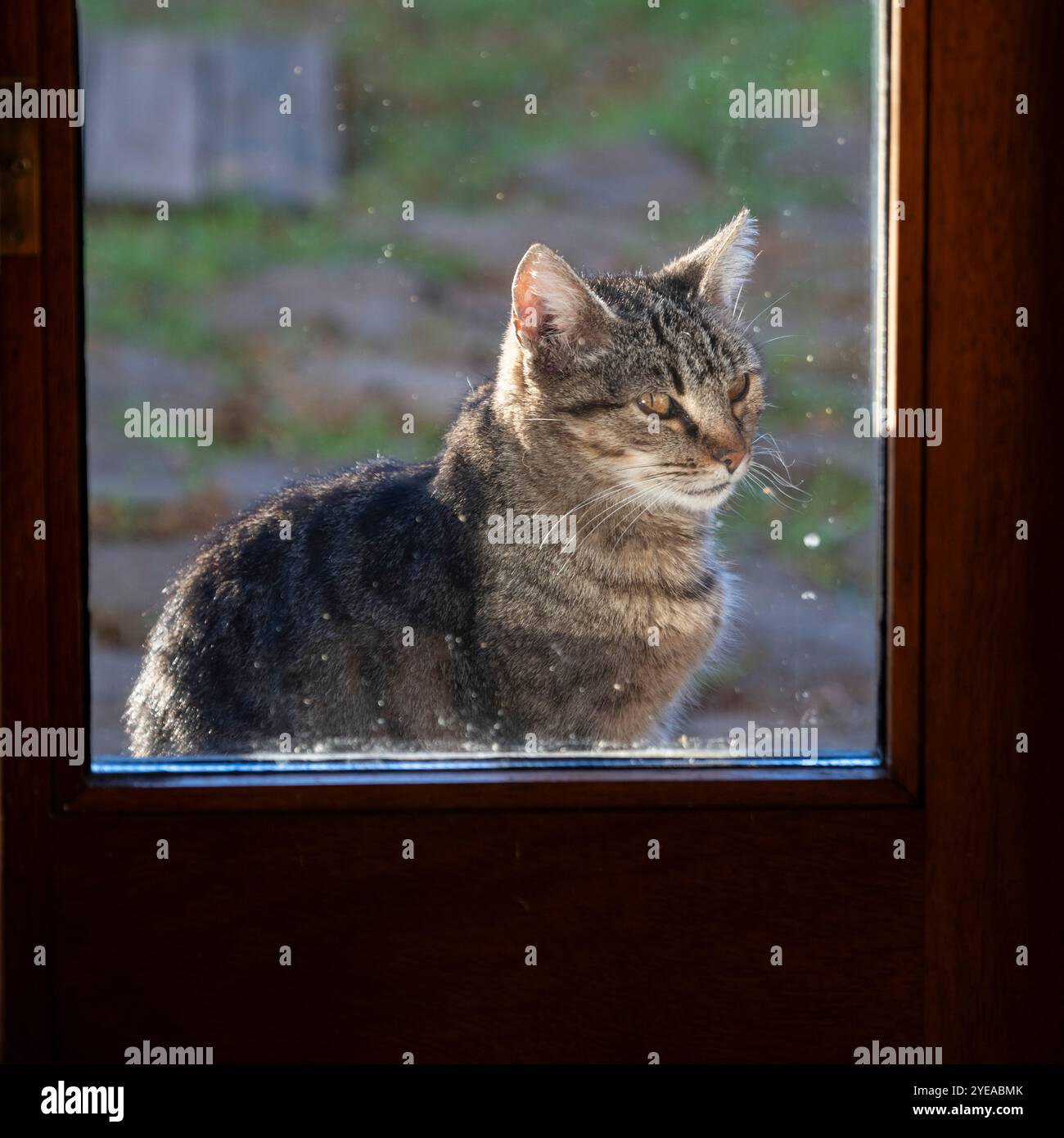 Portrait of a cat peering through window at farm house in Ponta do ...