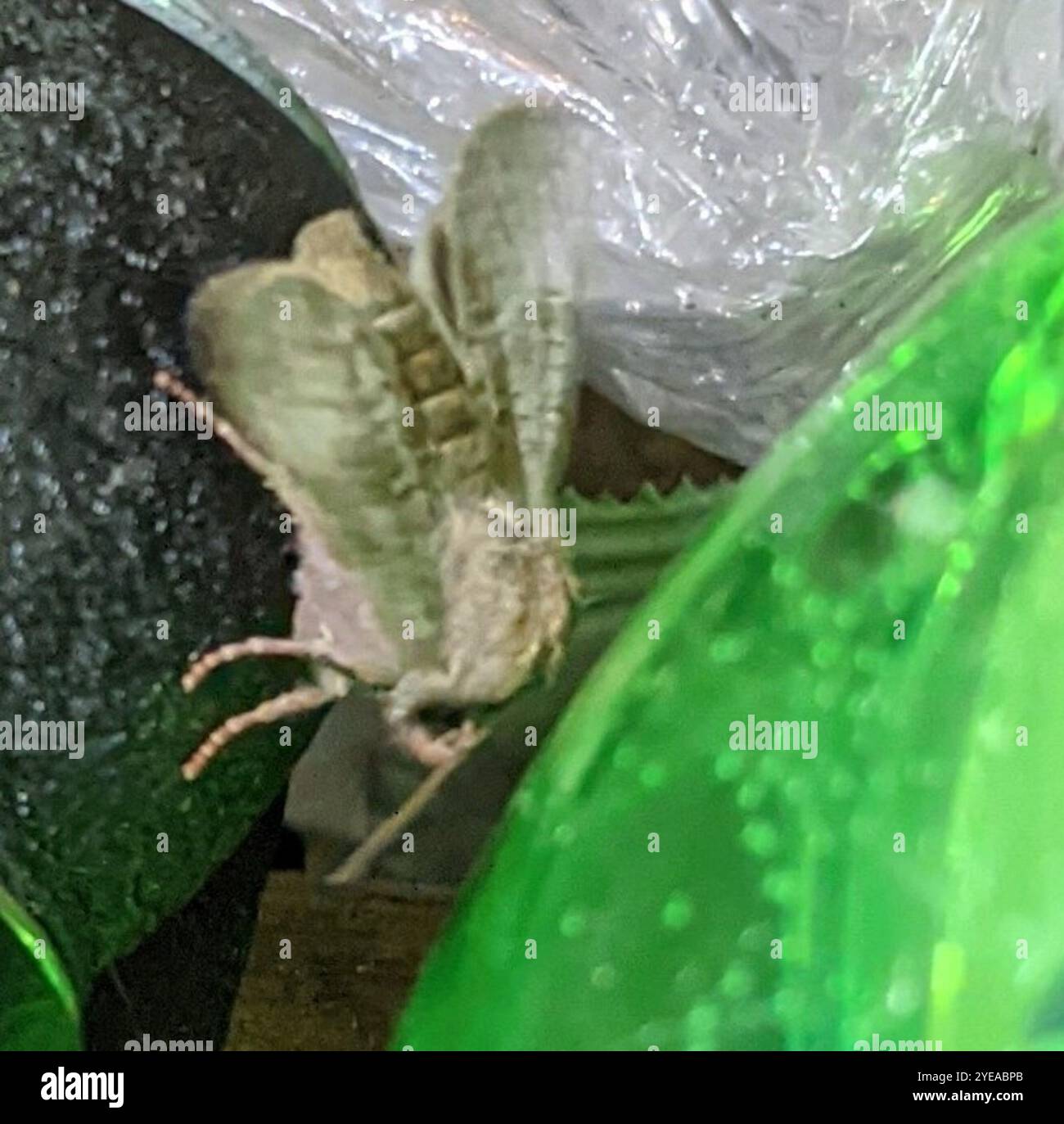 Cutworms and Dart Moths (Noctuinae Stock Photo - Alamy