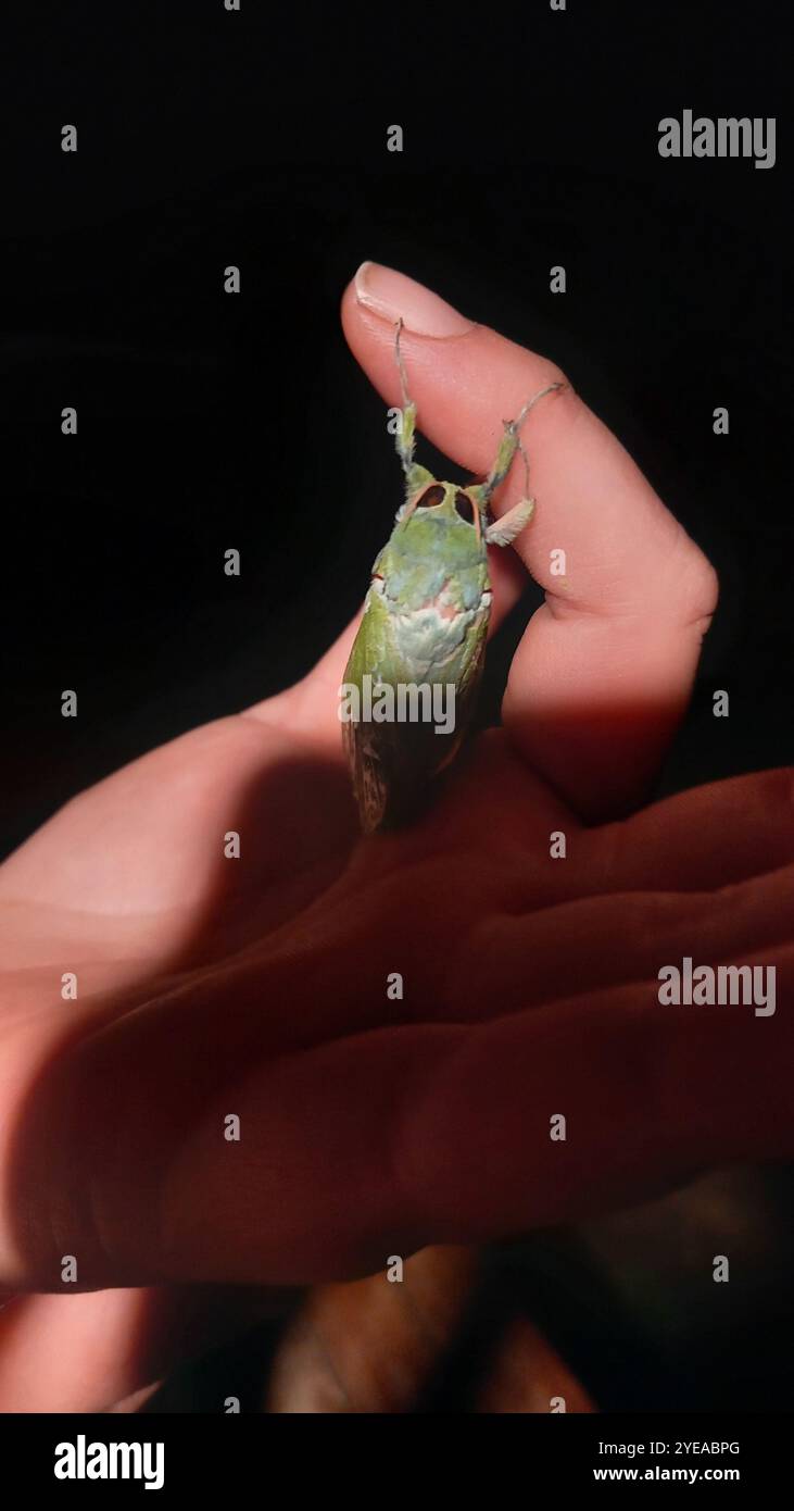 Puriri moth (Aenetus virescens Stock Photo - Alamy