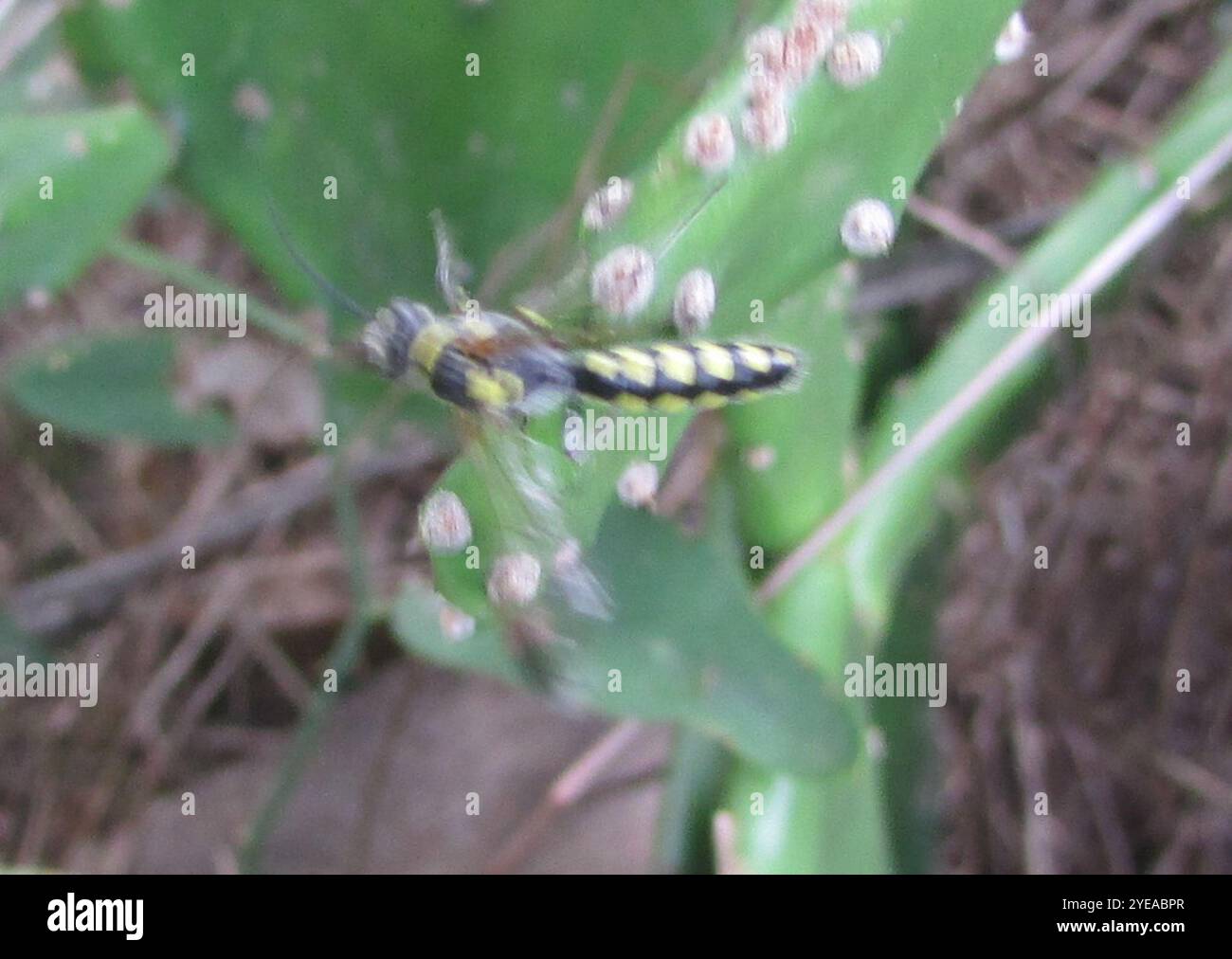 Ants, Bees, and Stinging Wasps (Aculeata Stock Photo - Alamy