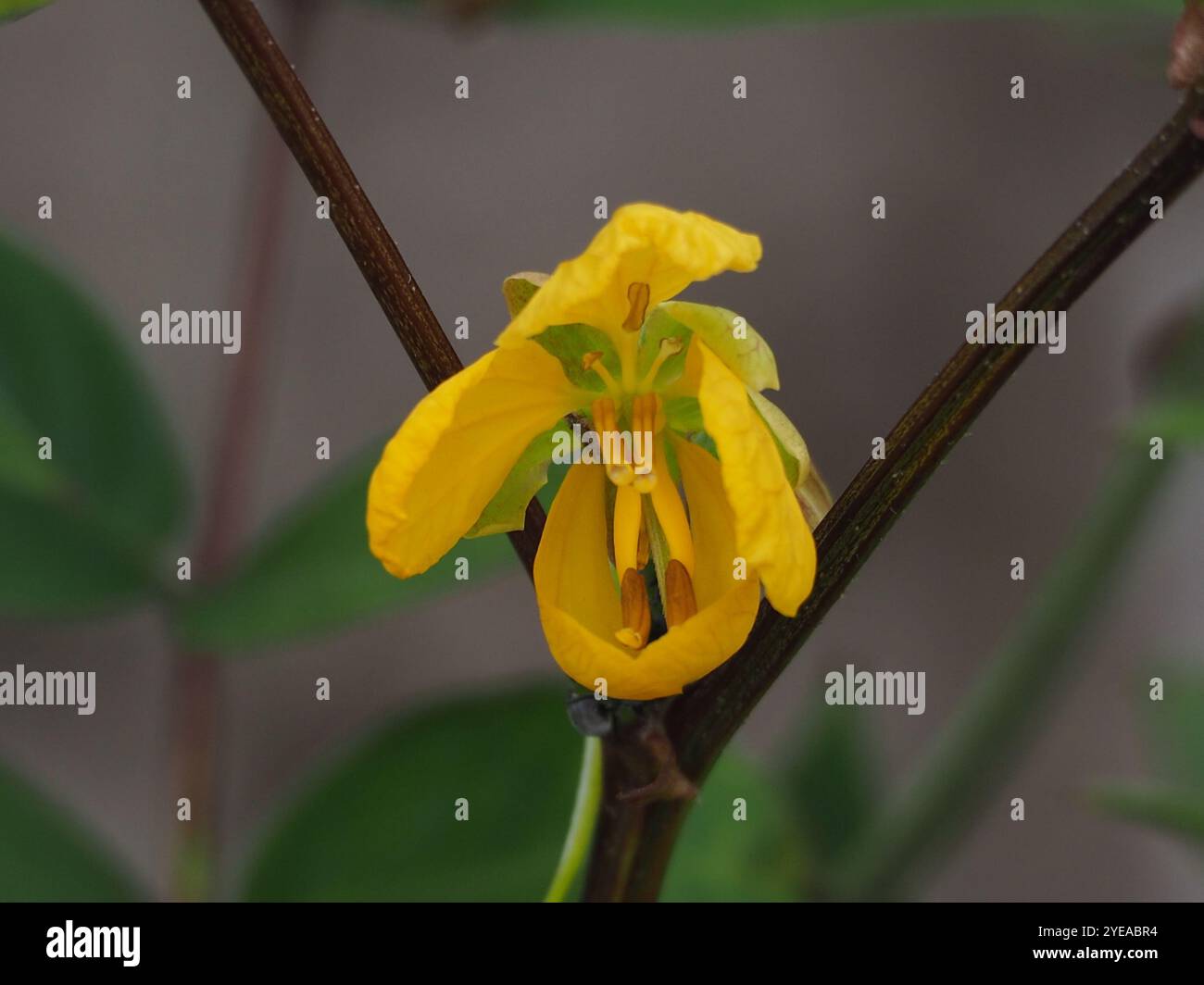 Coffee Senna (Senna occidentalis Stock Photo - Alamy