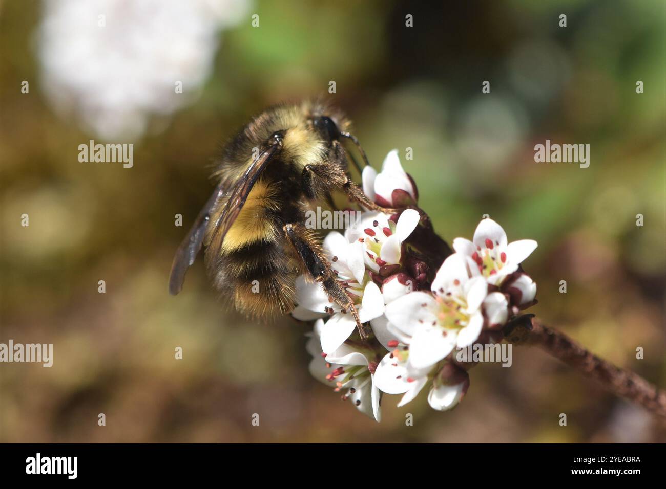 Sitka Bumble Bee (Bombus sitkensis Stock Photo - Alamy