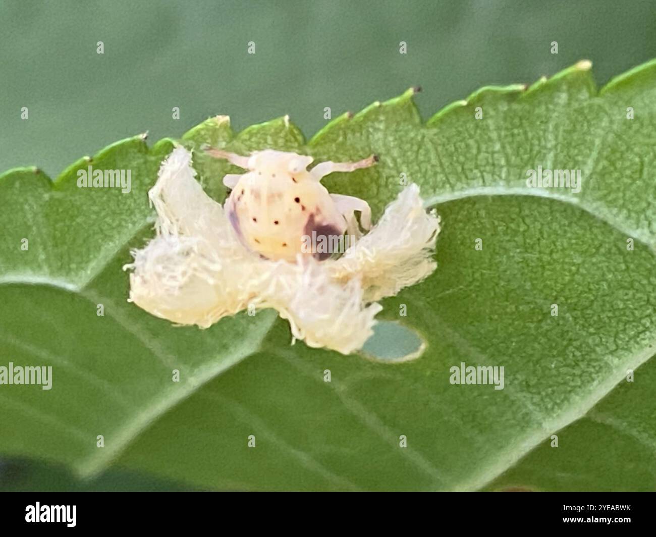 Ricaniid Planthoppers (Ricaniidae Stock Photo - Alamy