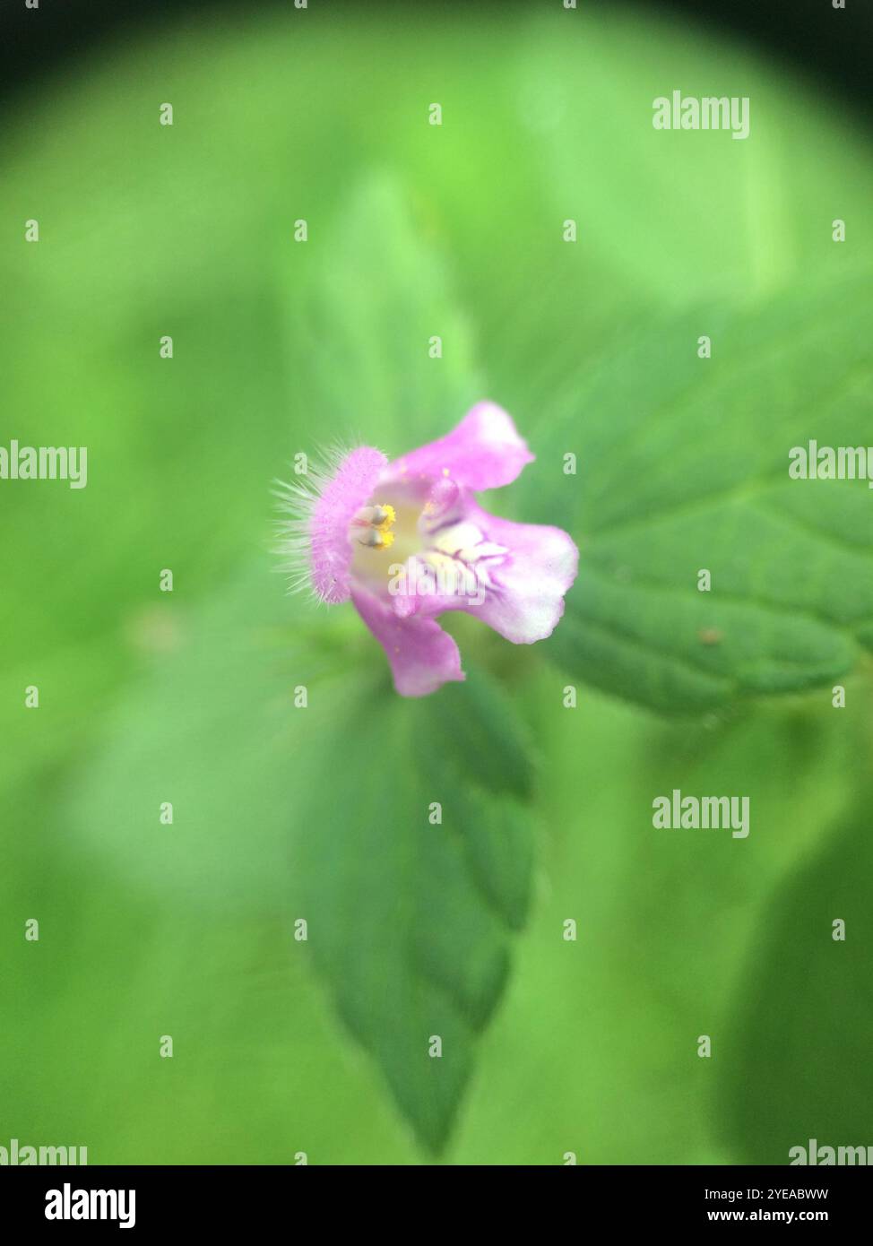 Common hemp-nettle (Galeopsis tetrahit Stock Photo - Alamy