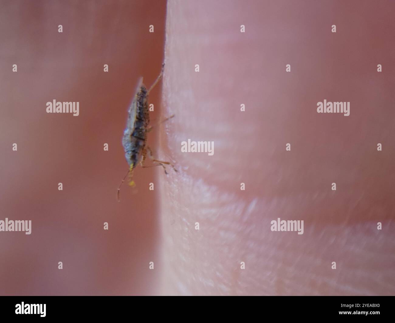 False chinch bugs hi-res stock photography and images - Alamy