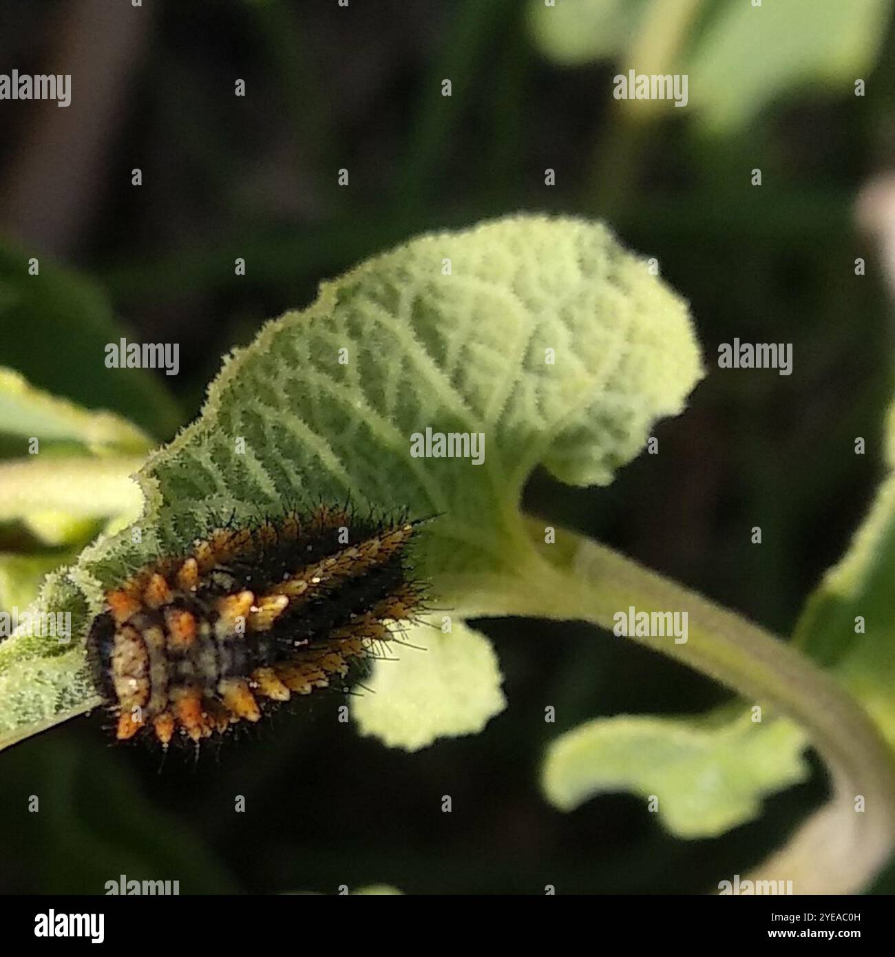 Spanish Festoon (Zerynthia rumina Stock Photo - Alamy