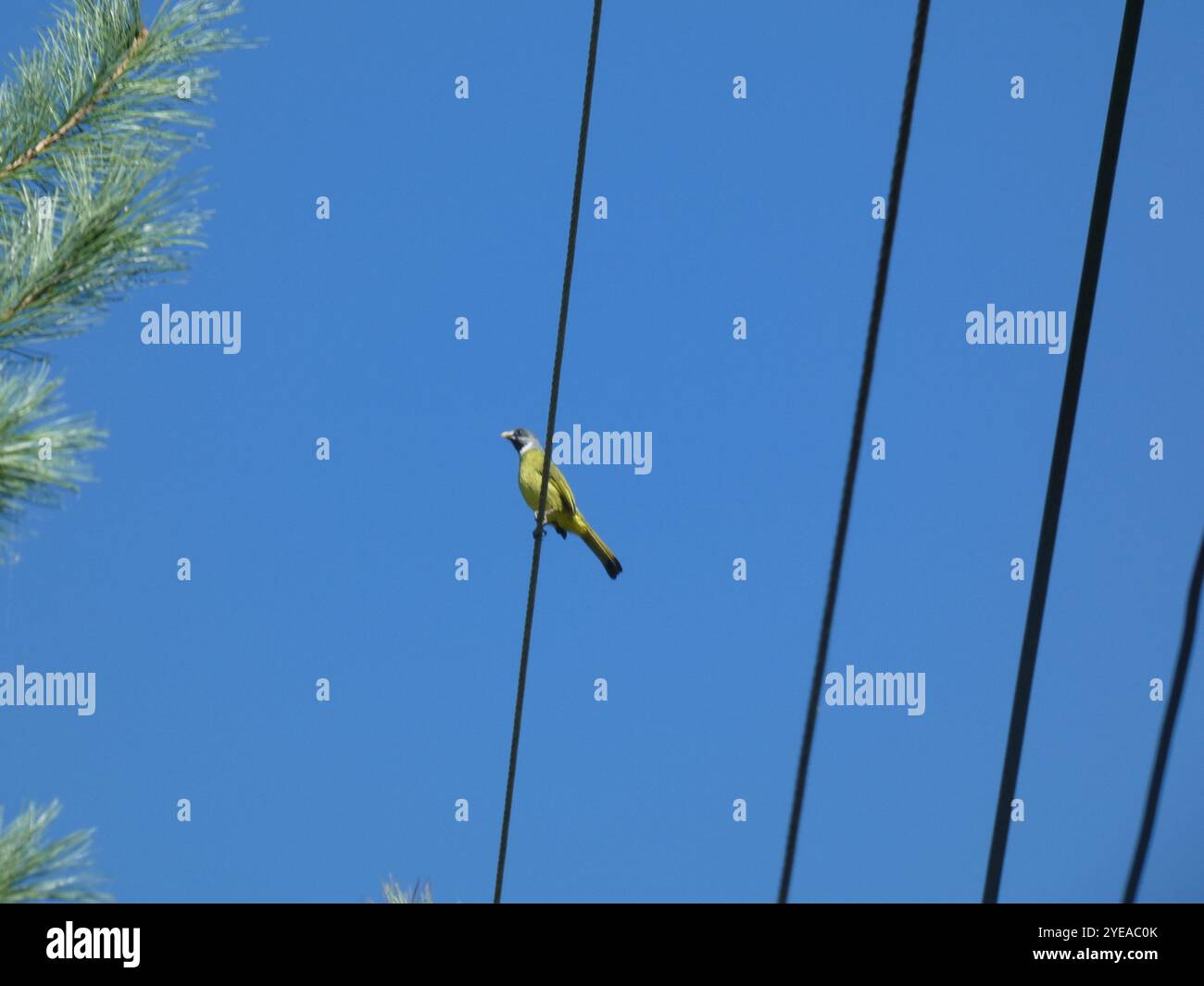 Collared finchbill hi-res stock photography and images - Alamy