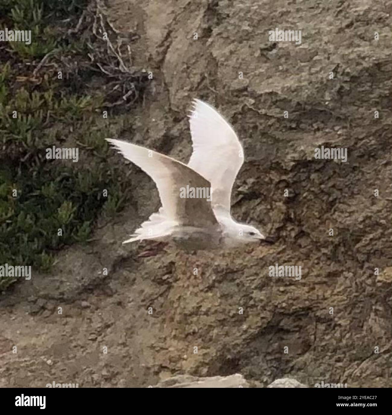 Larus glaucoides thayeri hi-res stock photography and images - Alamy
