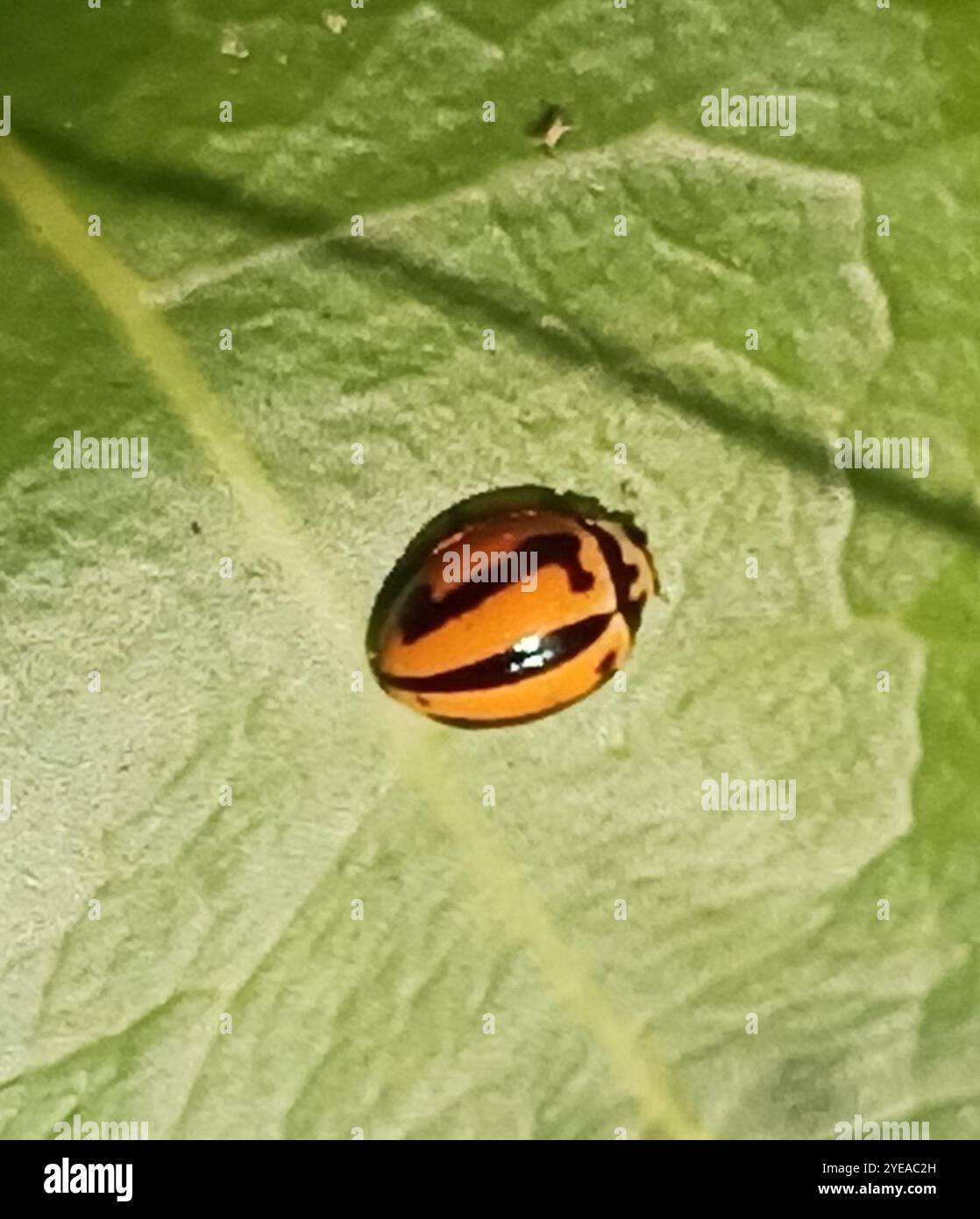 Micraspis hi-res stock photography and images - Alamy