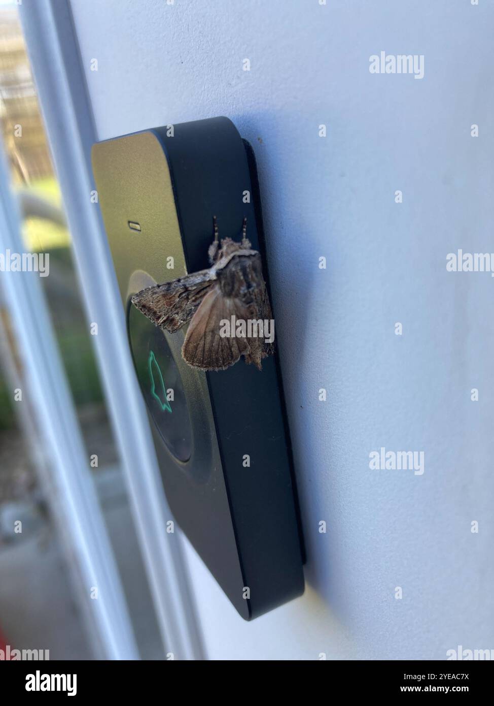 Owlet Moths and Allies (Noctuoidea Stock Photo - Alamy