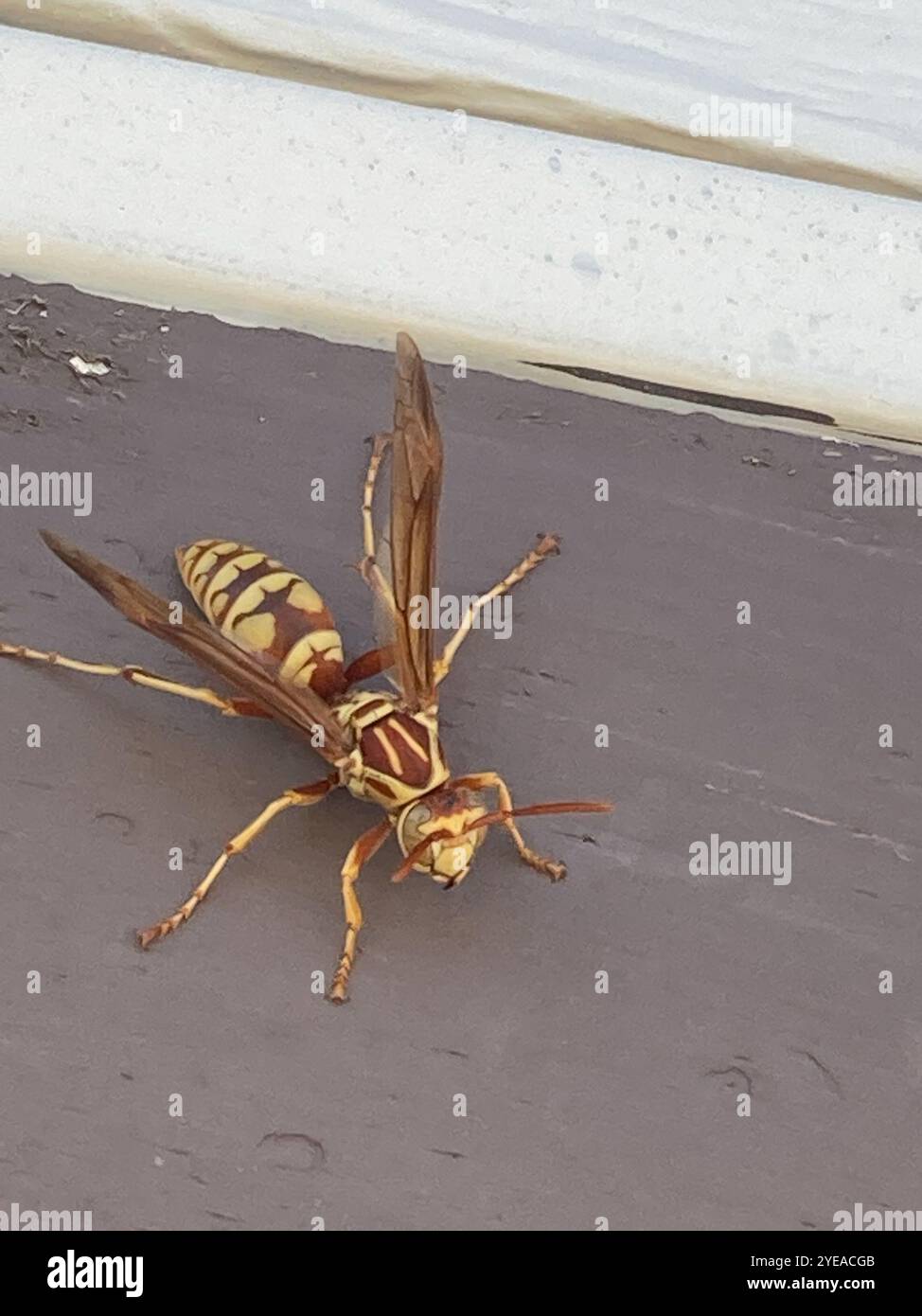 Apache wasp hi-res stock photography and images - Alamy