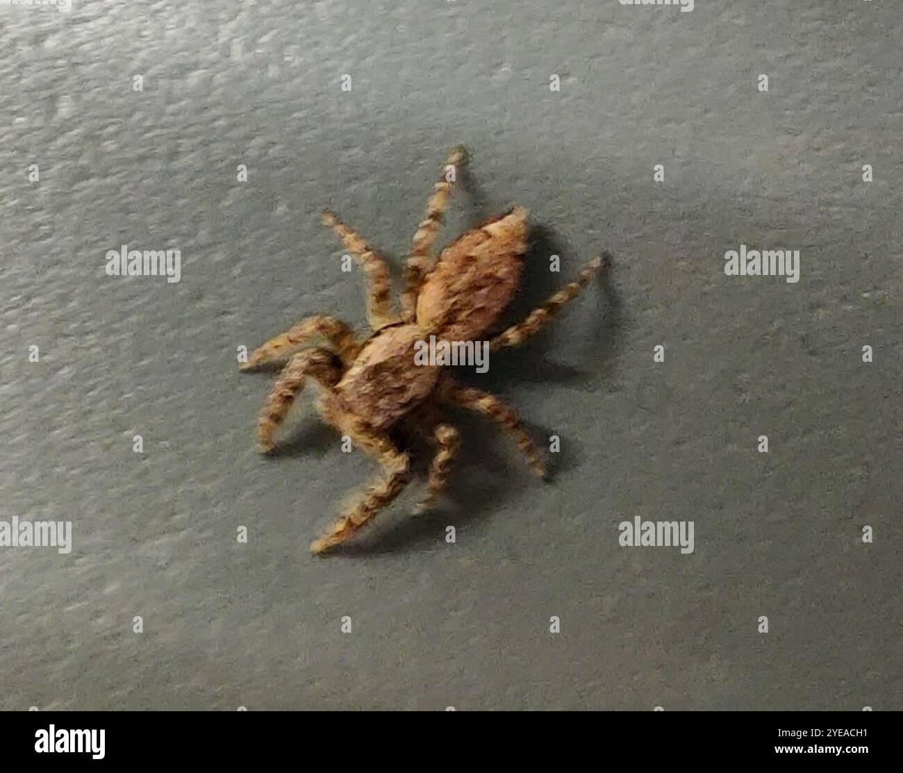 Fencepost jumping spider (Marpissa muscosa Stock Photo - Alamy