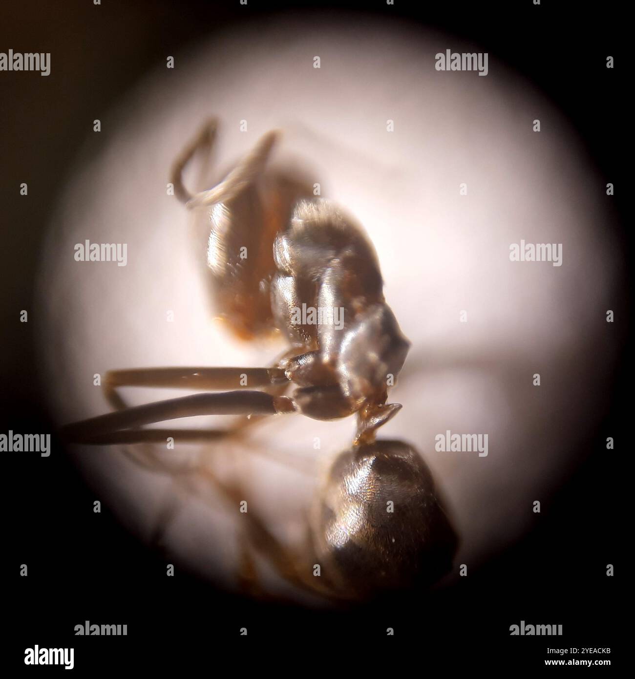 Pyramid Ants (Dorymyrmex Stock Photo - Alamy