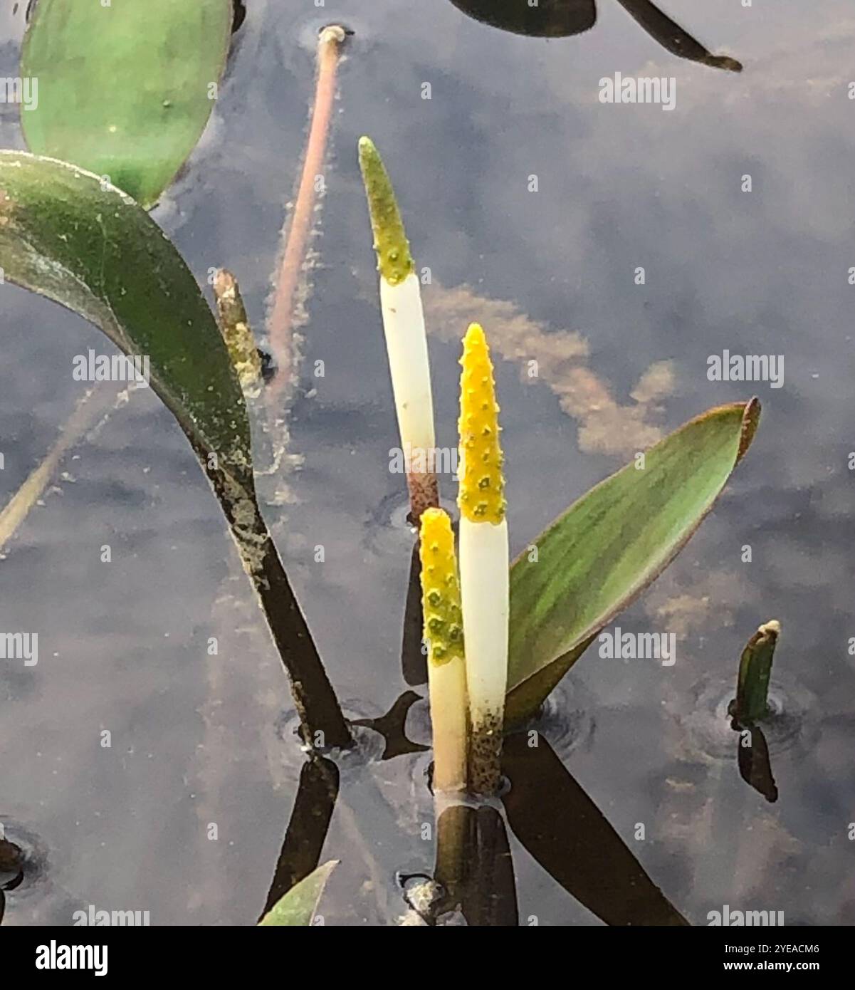 Golden club orontium aquaticum hi-res stock photography and images - Alamy