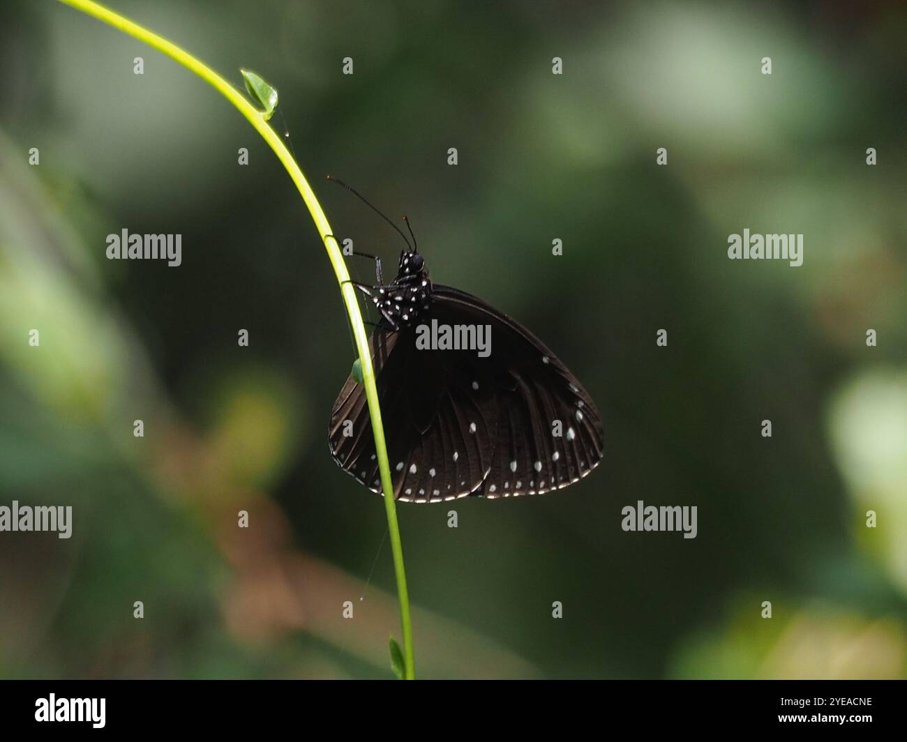 Purple Crow Butterfly (Euploea tulliolus Stock Photo - Alamy