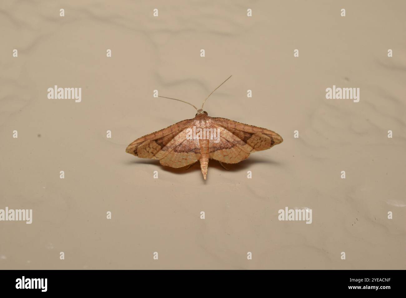 Rhodoneura hi-res stock photography and images - Alamy