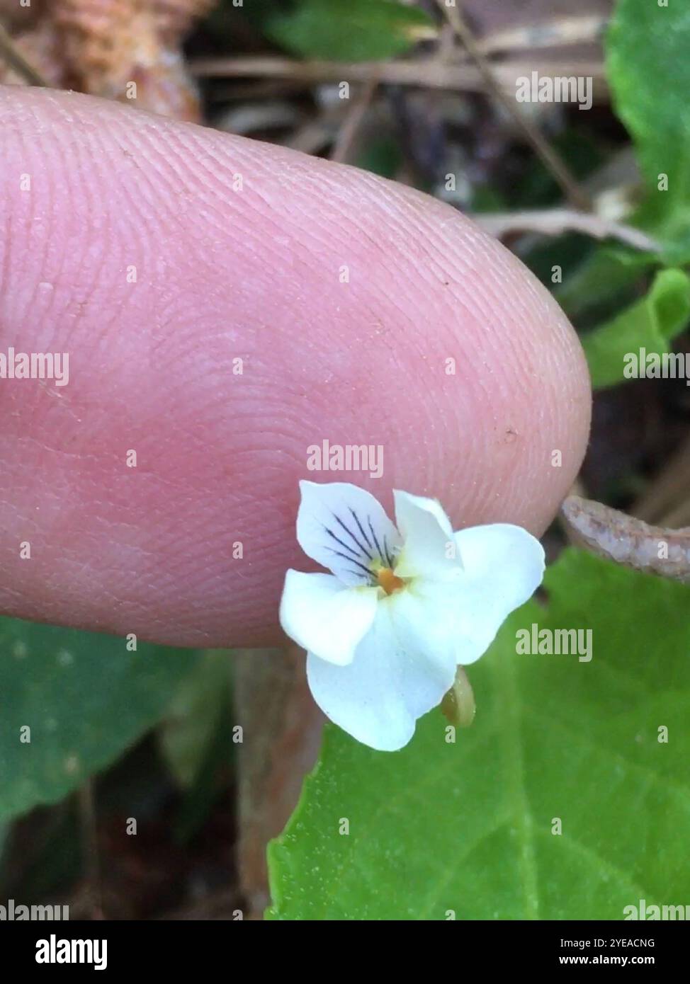 Primulifolia hi-res stock photography and images - Alamy