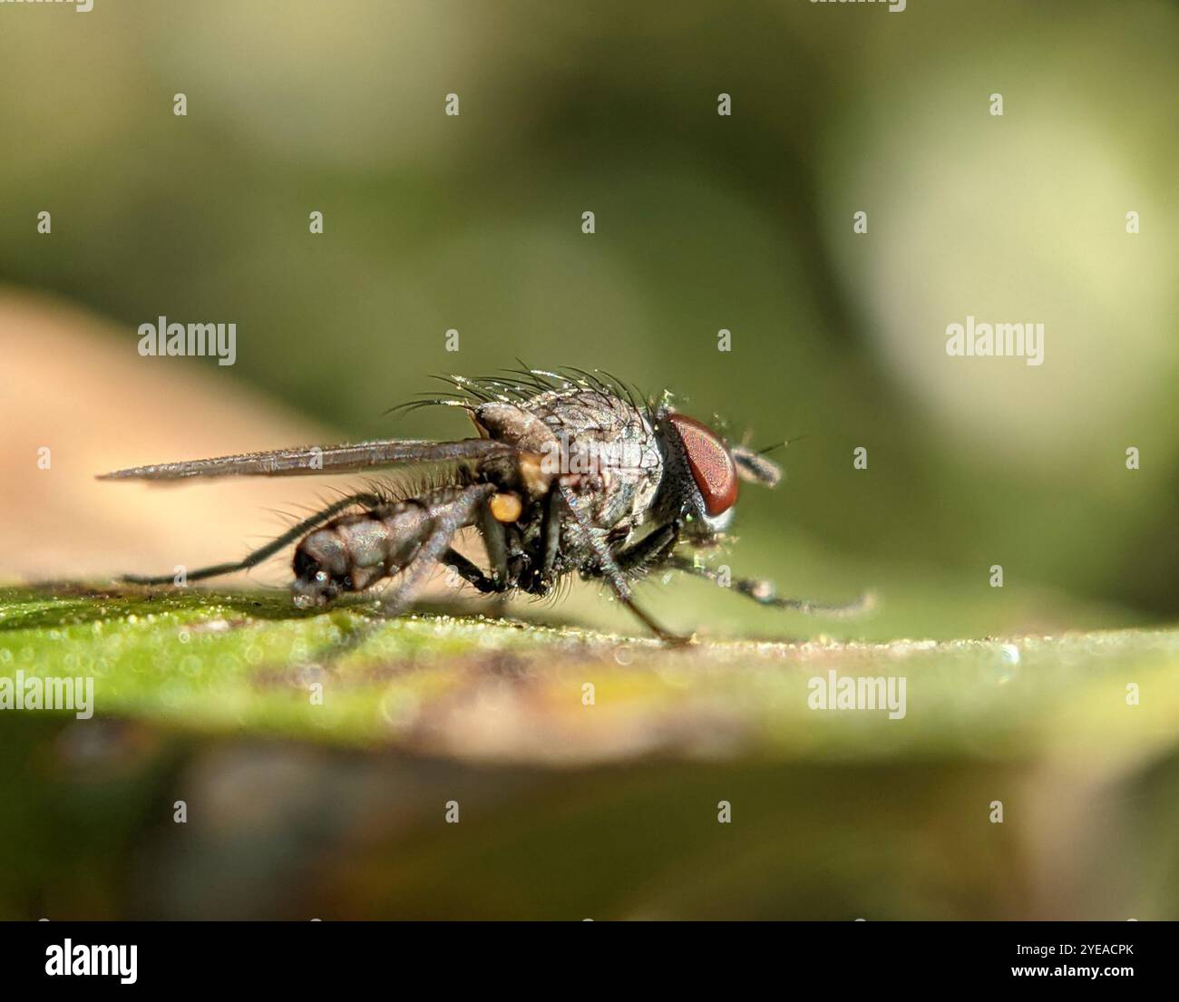 Root-maggot Flies (Anthomyiidae Stock Photo - Alamy