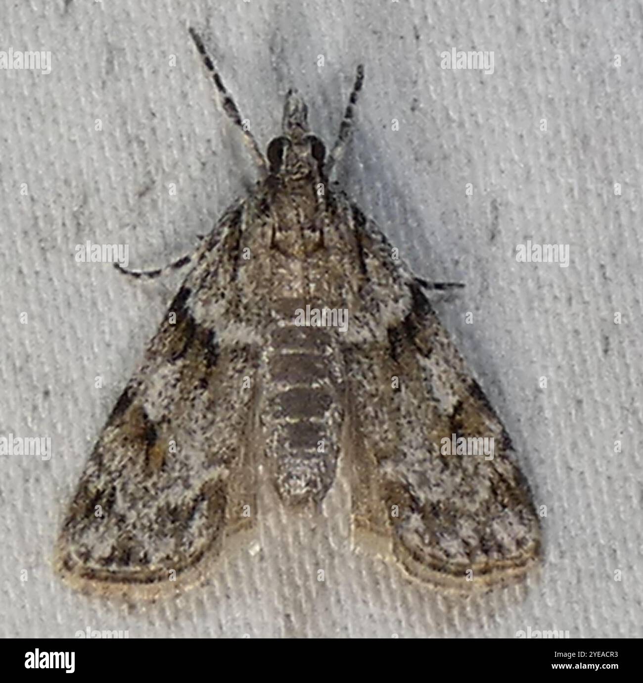 Double-striped Scoparia Moth (Scoparia biplagialis Stock Photo - Alamy
