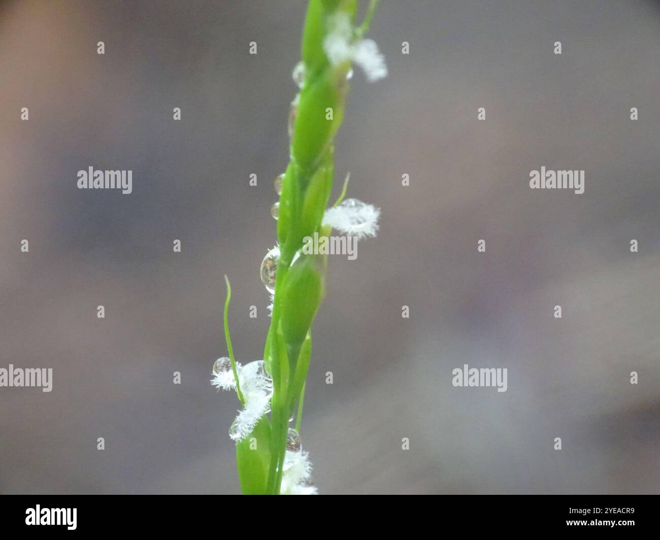 White-grained Mountain-ricegrass (Oryzopsis asperifolia Stock Photo - Alamy
