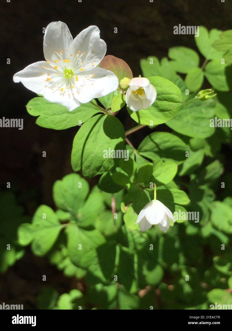 false rue anemone (Enemion biternatum Stock Photo - Alamy