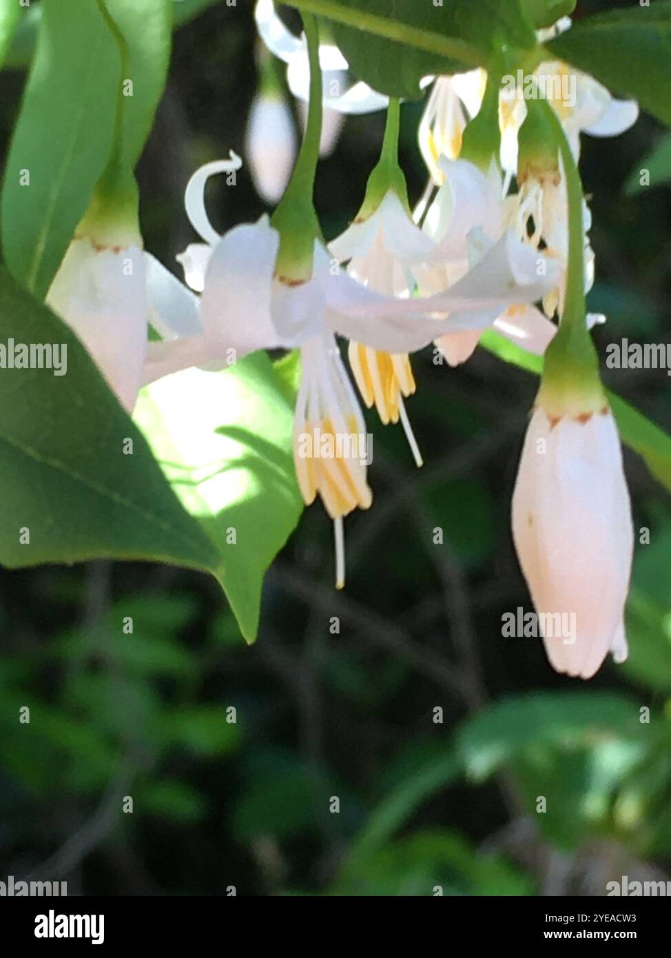 American Snowbell (Styrax americanus Stock Photo - Alamy