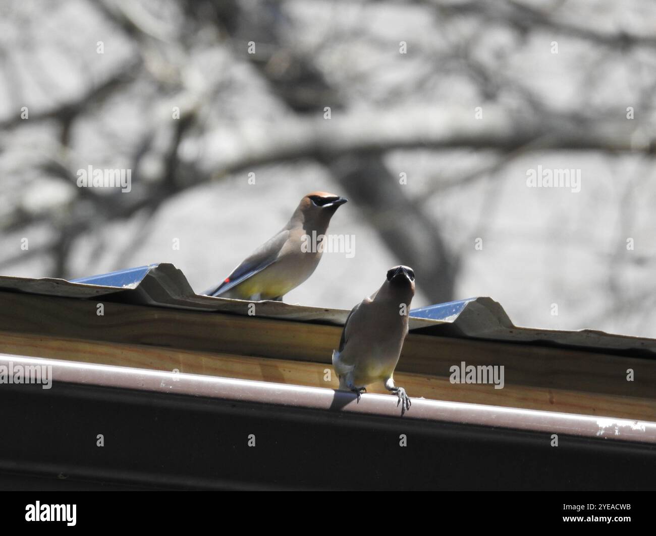 Cedar Waxwing (Bombycilla cedrorum Stock Photo - Alamy