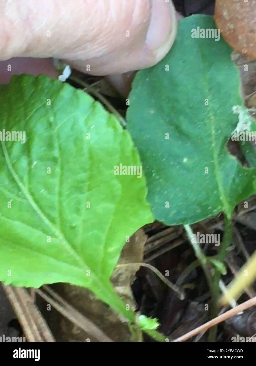 primrose-leaved violet (Viola primulifolia Stock Photo - Alamy