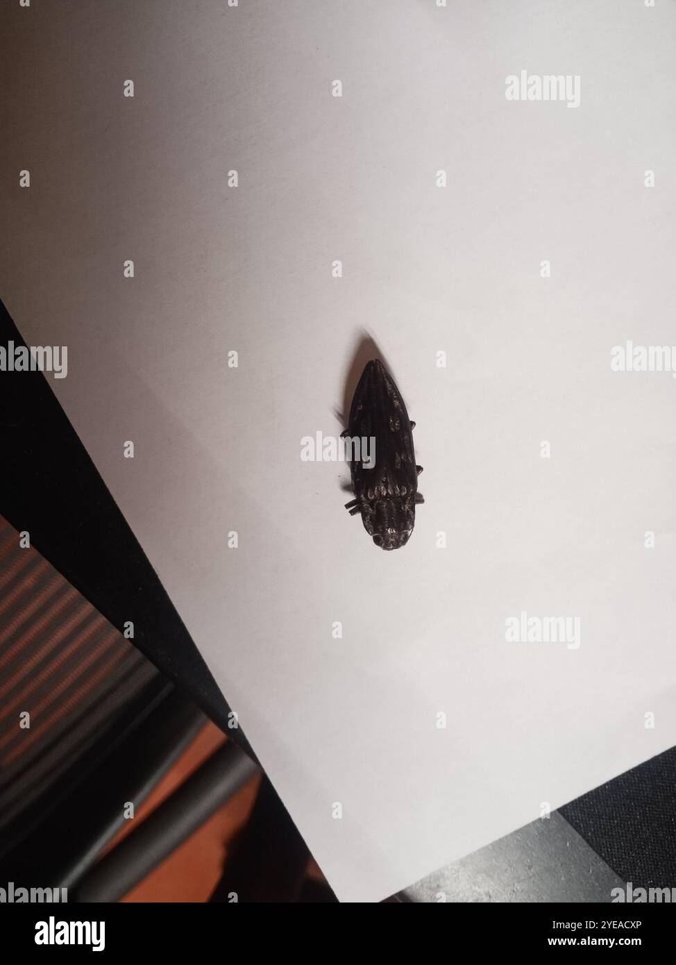 Sculptured Pine Borer (Chalcophora virginiensis Stock Photo - Alamy