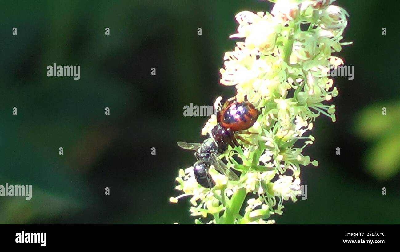 Napoleon Spider (Synema globosum Stock Photo - Alamy