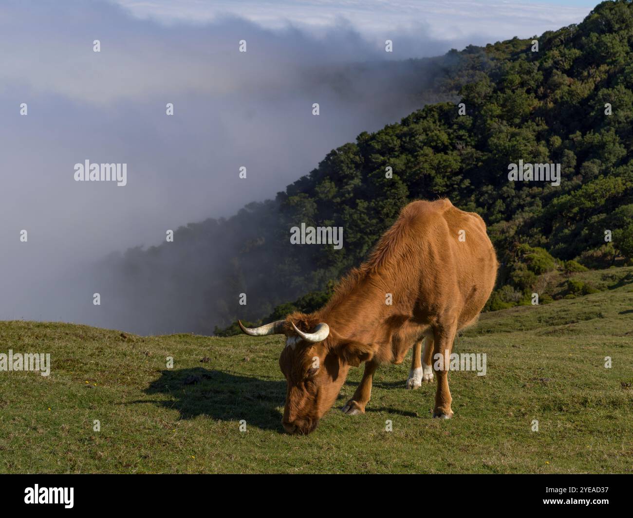 Horned cattle grazing on a grass field above the clouds and fog over ...
