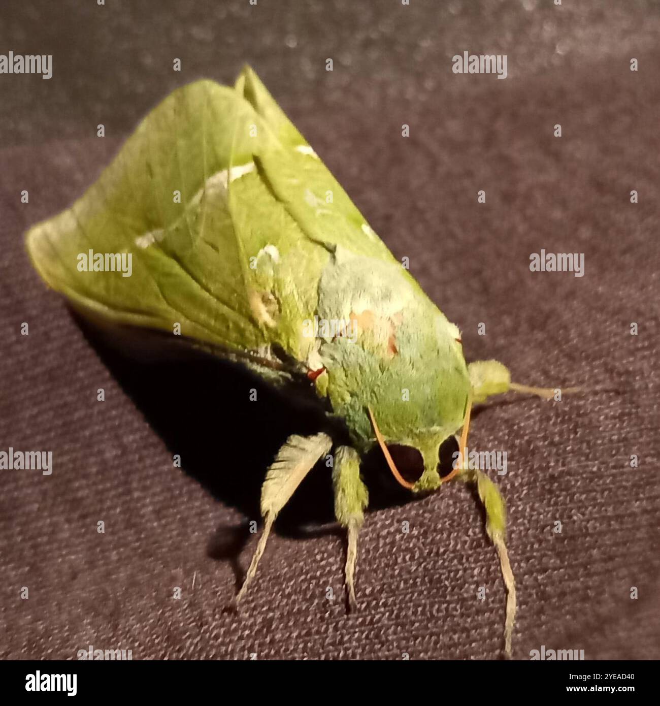 Puriri moth (Aenetus virescens Stock Photo - Alamy
