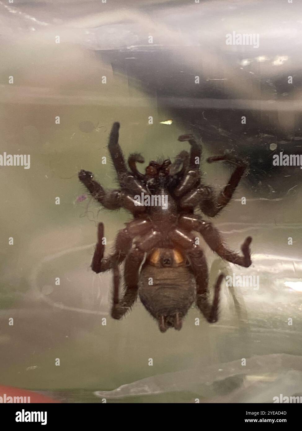 Mouse spider hi-res stock photography and images - Alamy