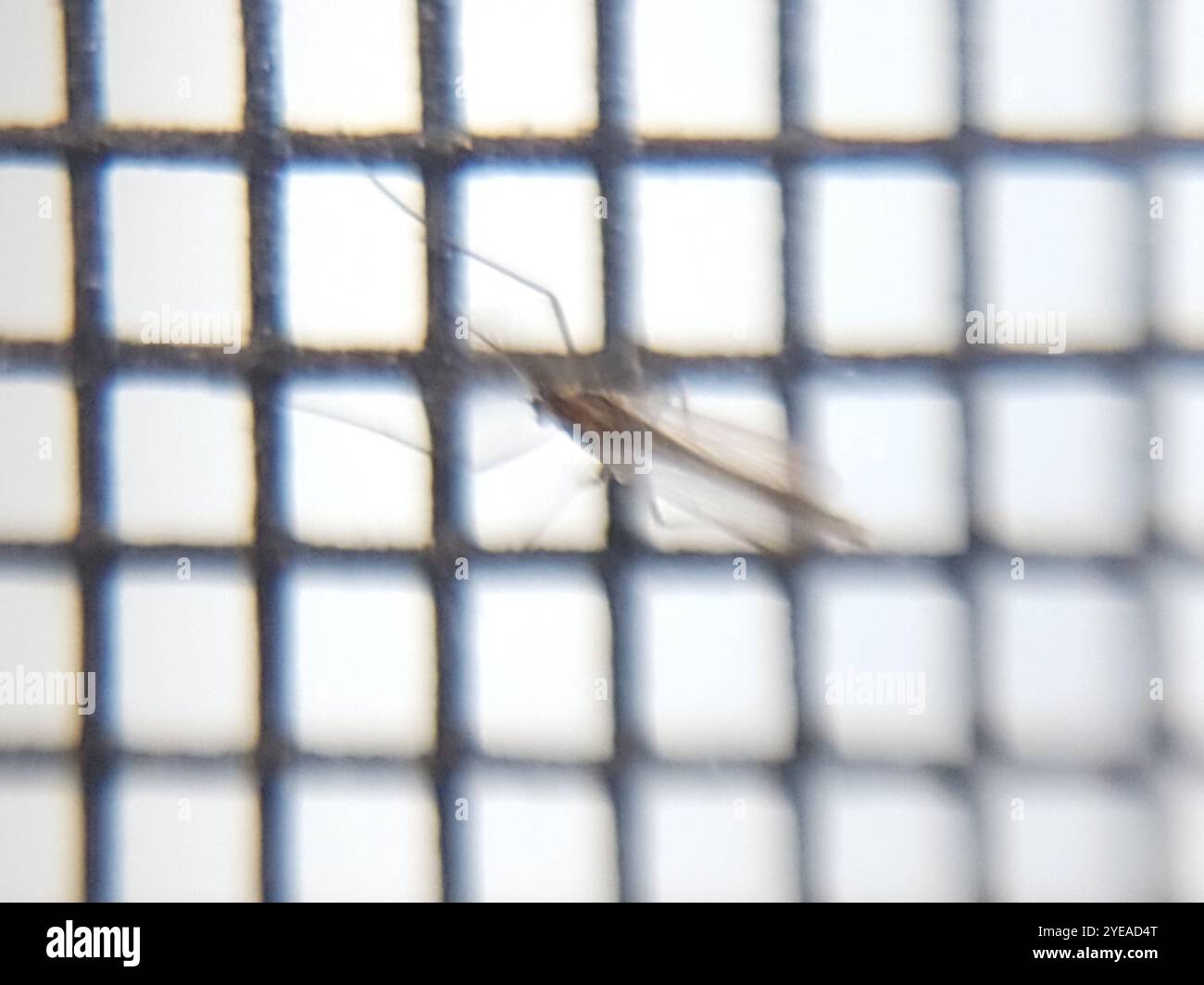 Non-biting Midges (Chironomidae Stock Photo - Alamy