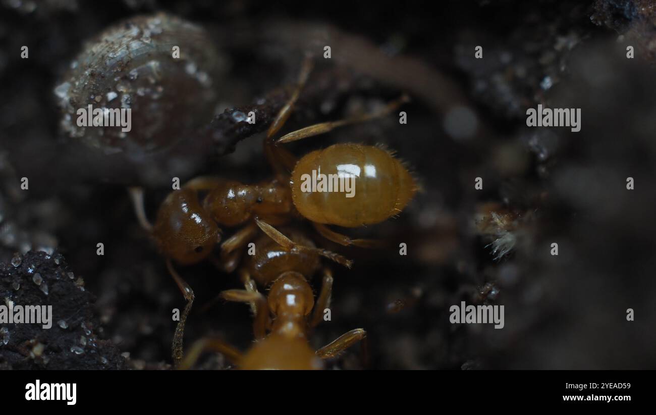 Acanthomyops hi-res stock photography and images - Alamy